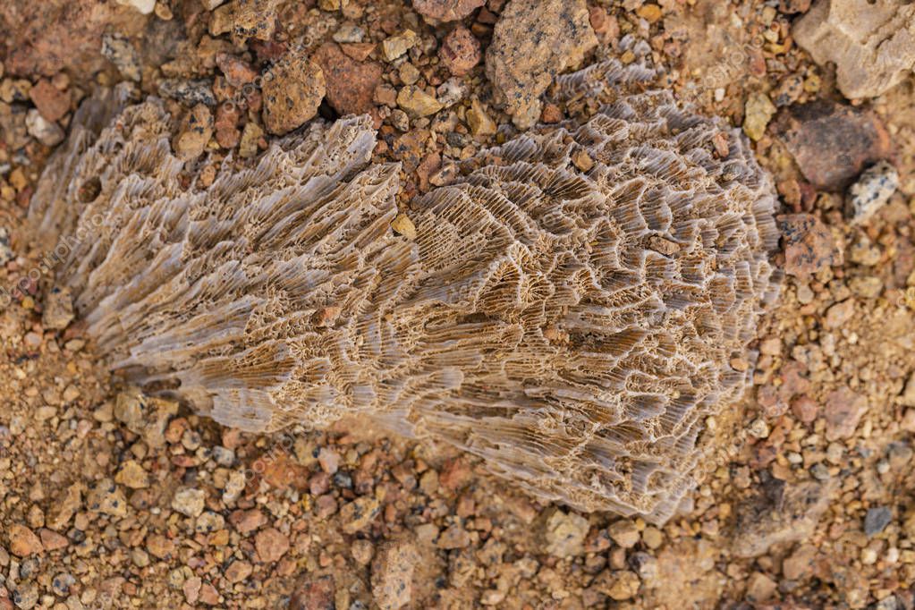 Corales fósiles del Mar Rojo. Criaturas antiguas, convertidas en piedra ...