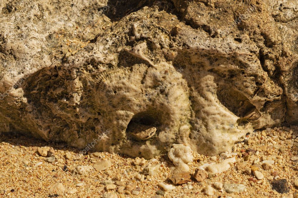 Corales fósiles del Mar Rojo. Criaturas antiguas, convertidas en piedra ...
