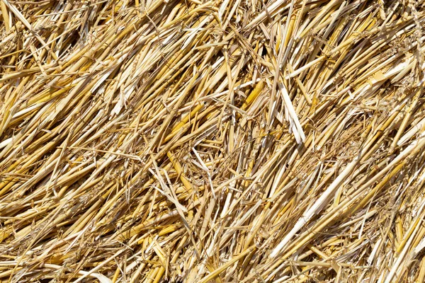 Straw grain Stock Photos, Royalty Free Straw grain Images | Depositphotos