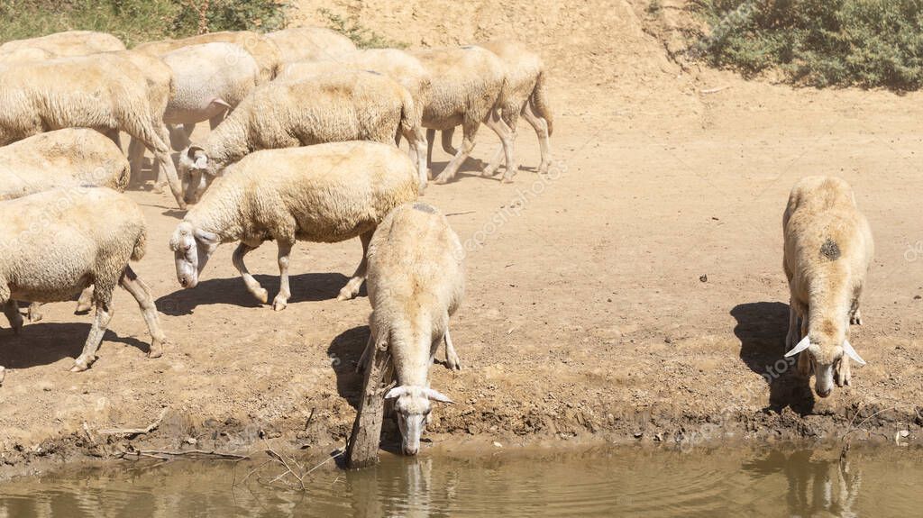 Ovejas en un abrevadero. Ovejas bebiendo agua en la orilla del lago ...