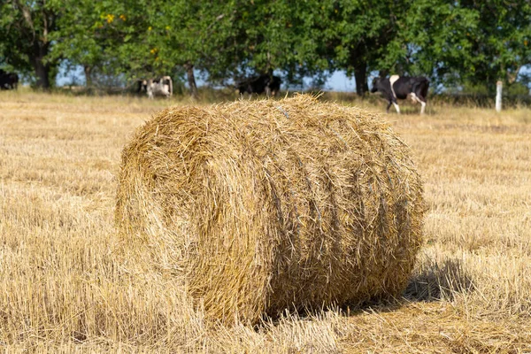 Pile straw Stock Photos, Royalty Free Pile straw Images | Depositphotos