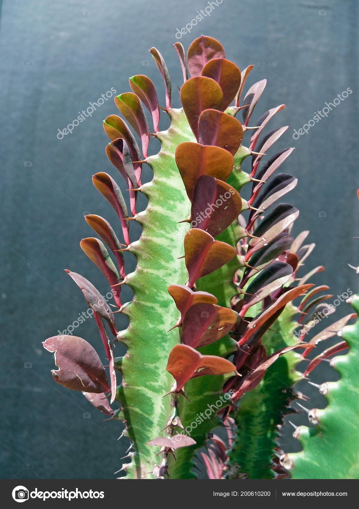 Euphorbia Trigona Ruby