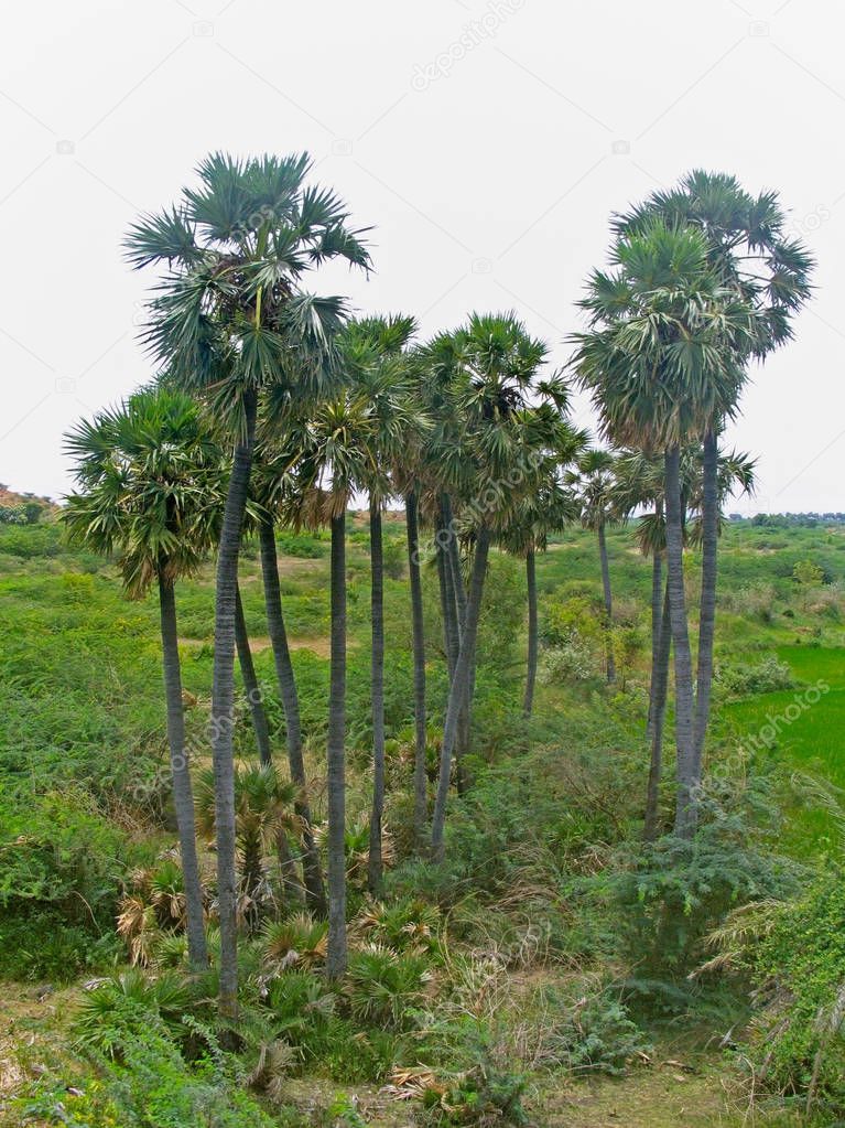Palmera, palmera africana, palmera borassus, palmera doub, gran palmera ...
