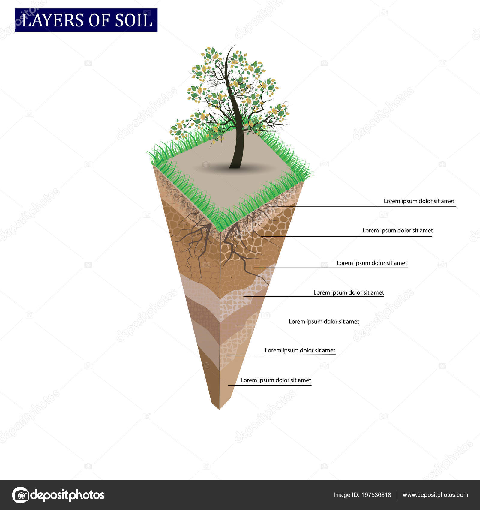 Soil Profile and Soil horizons. Piece of land with green grass and ...