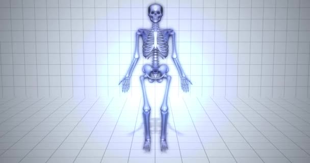 Visualization Skeleton Medical Animation Fibula — Stock Video ...
