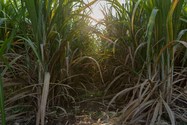 Cane field Images - Search Images on Everypixel