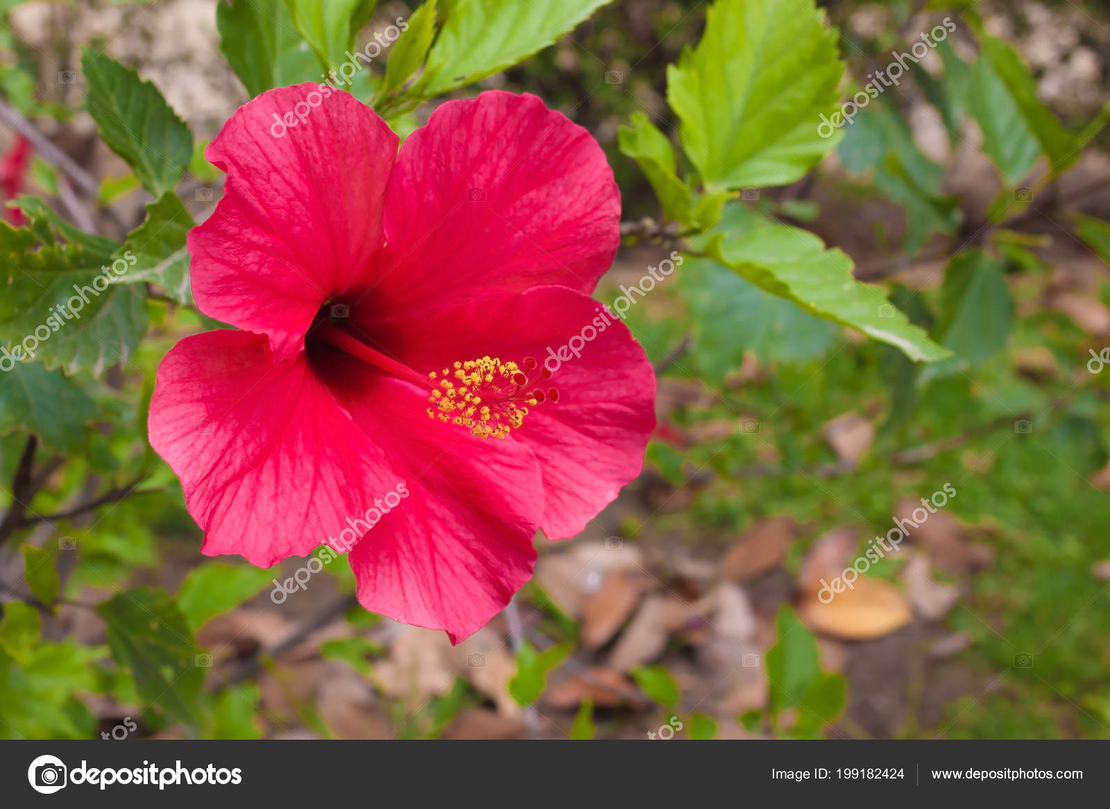 Beautiful Big Red Flower Chinese Rose Background Green Leaves Stock ...
