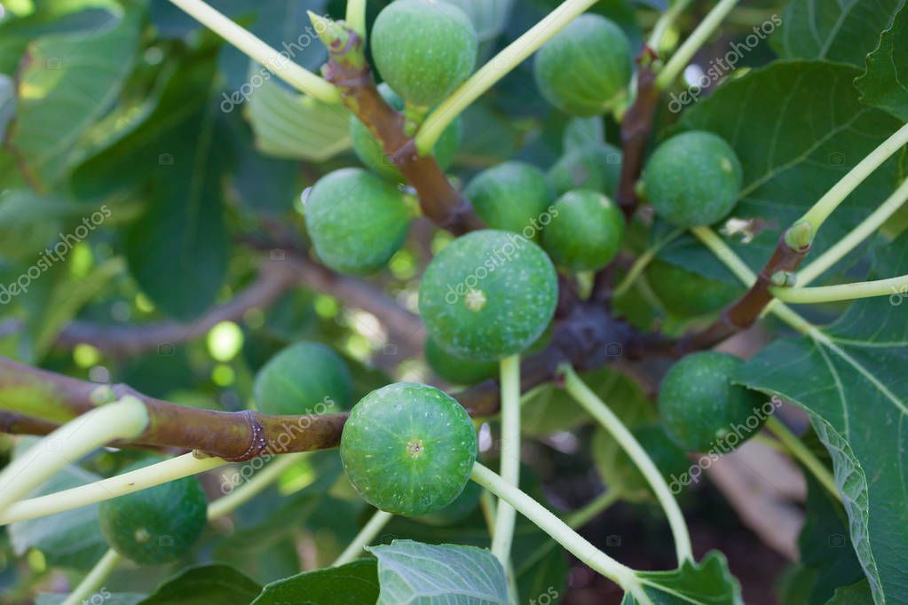 Higos verdes en las ramas de un árbol con hojas verdes en Italia ...
