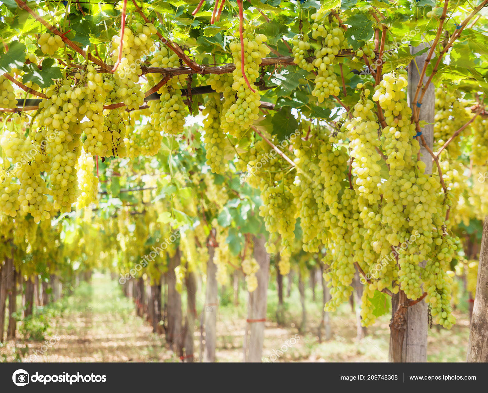 Beautiful Grape Vineyard