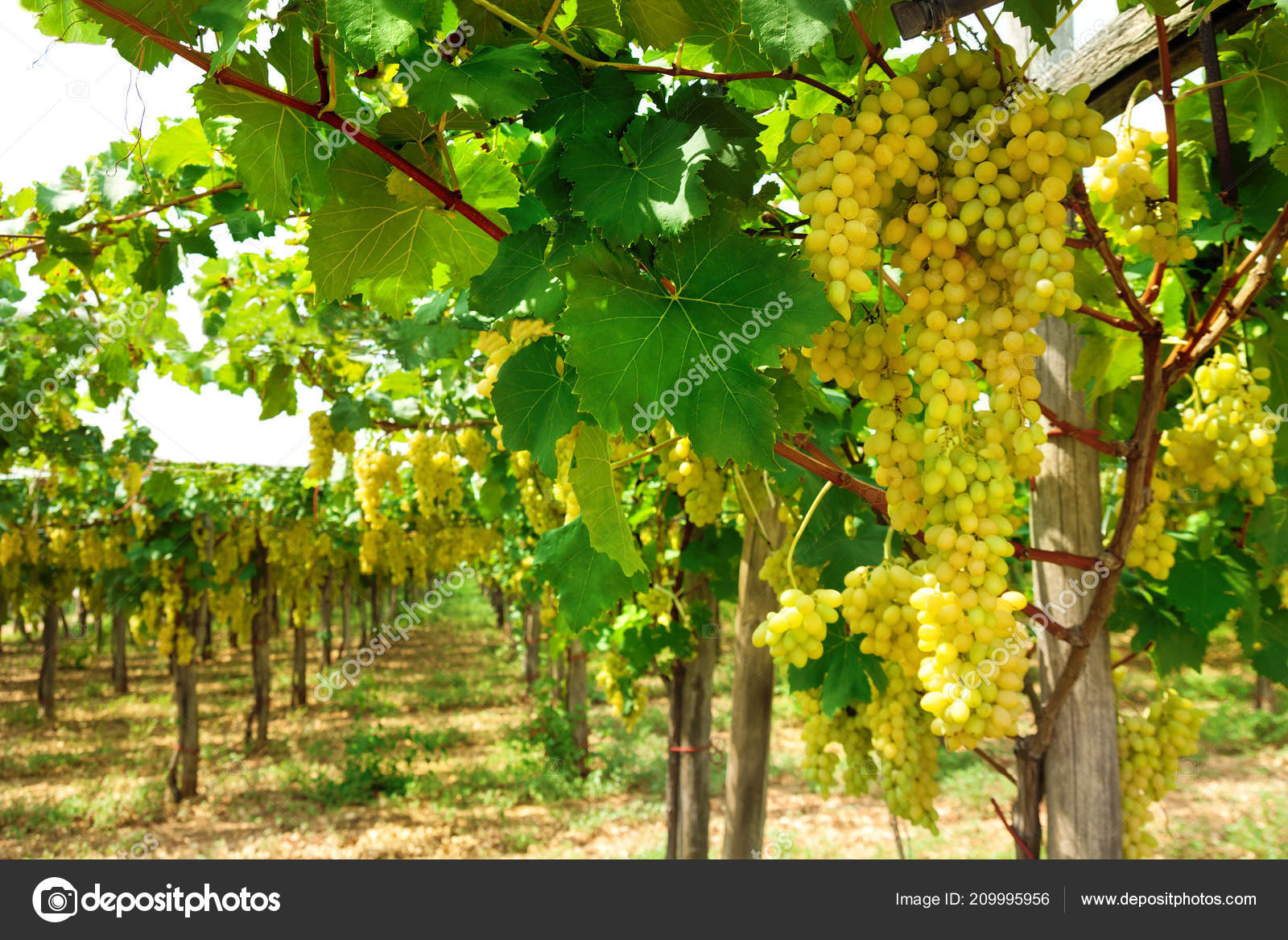 Beautiful Grapes Garden