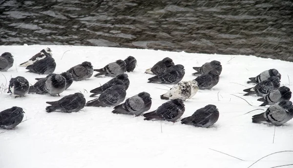 Ice pigeons Stock Photos, Royalty Free Ice pigeons Images | Depositphotos