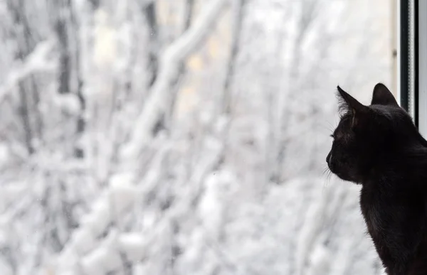 Cat winter window Stock Photos, Royalty Free Cat winter window Images ...