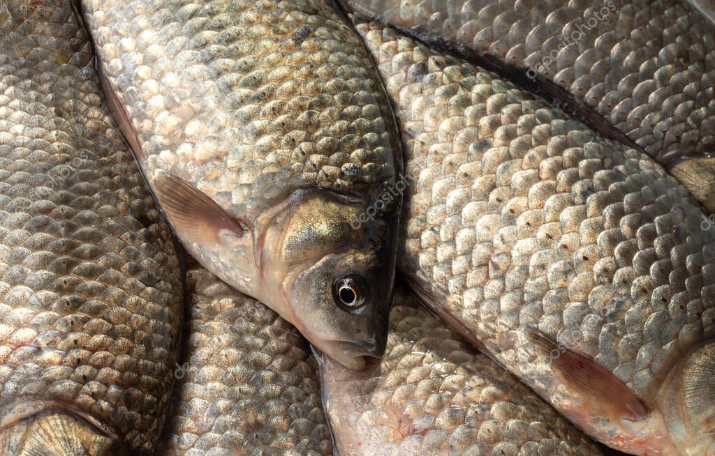 La textura de las escamas de peces de agua dulce. Varios crucianos frescos yacen juntos. 2023