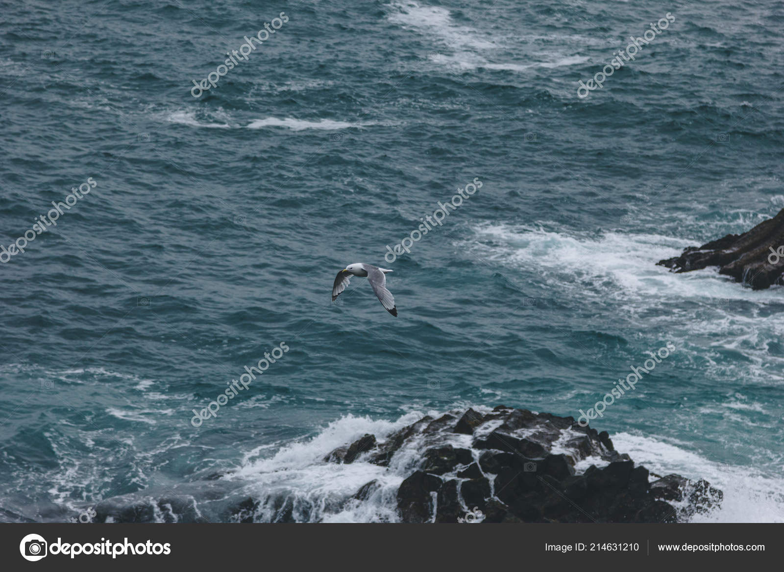 Seagull — Free Stock Photo © IraGirichBO #214631210