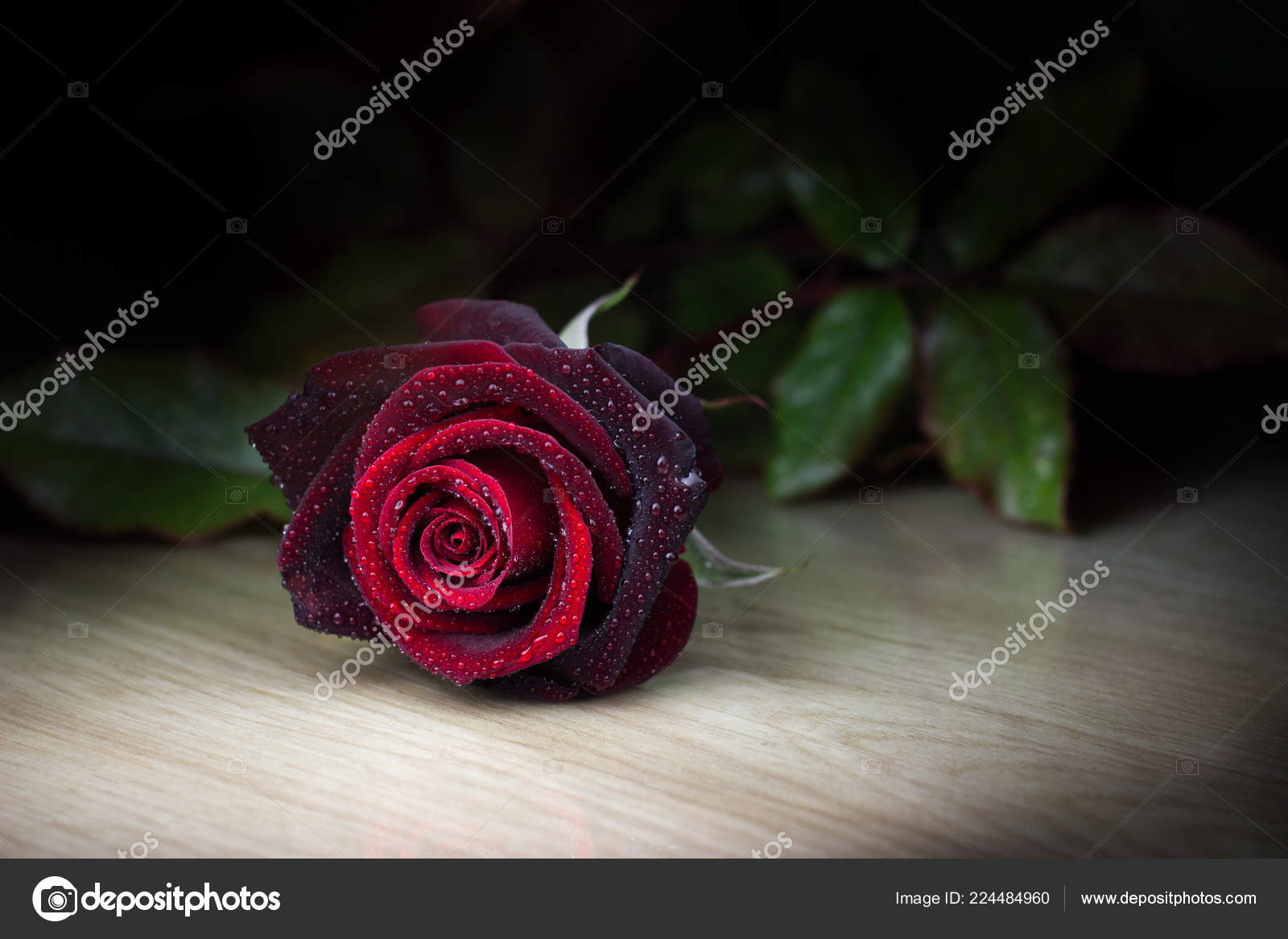 Single Red Rose With Water Drops
