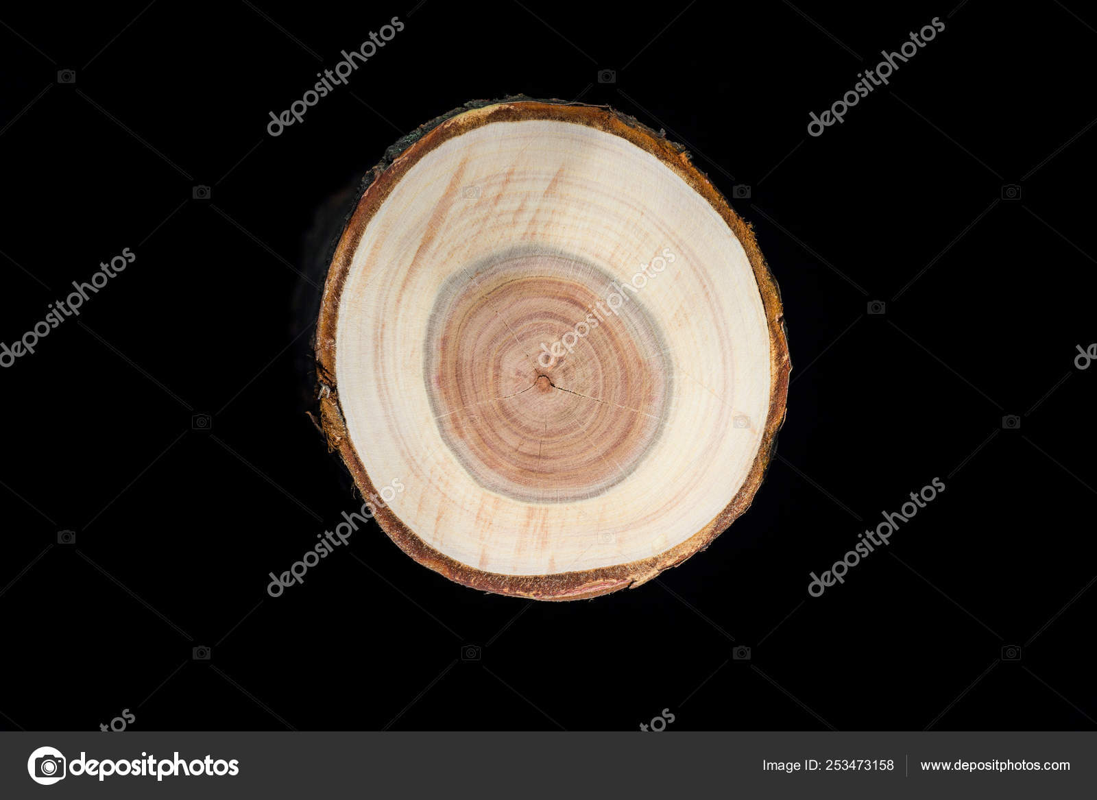 Cherry Tree Cross Section Solved 09: Examine The Cross Section Of An