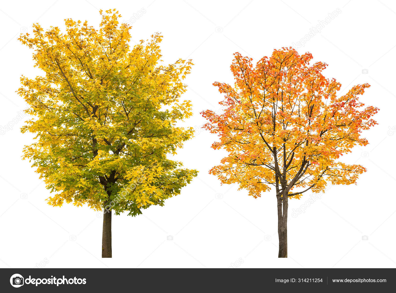 Maple Tree White Background