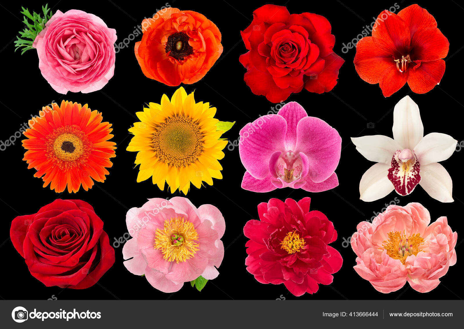 Single Flower Head Rose Orchid Peony Sunflower Amaryllis Gerber ...