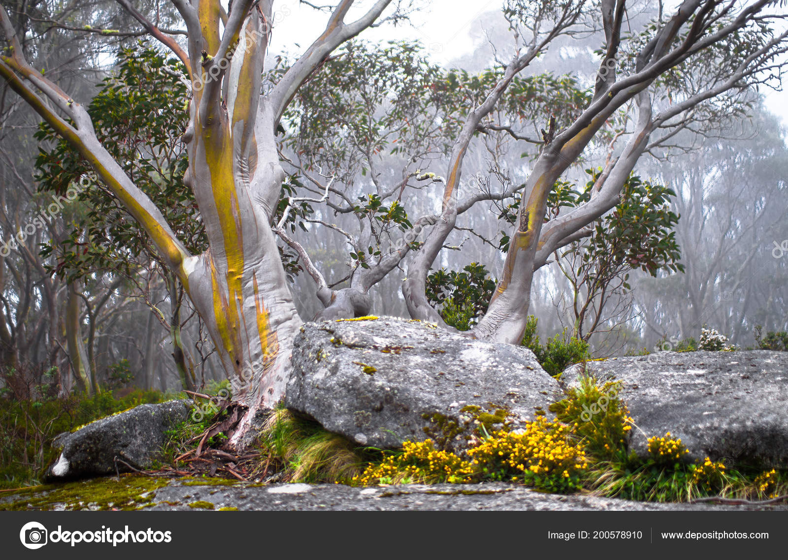 Snow Gum Trees Eucalyptus Pauciflora Baw Baw National Park Australia ...
