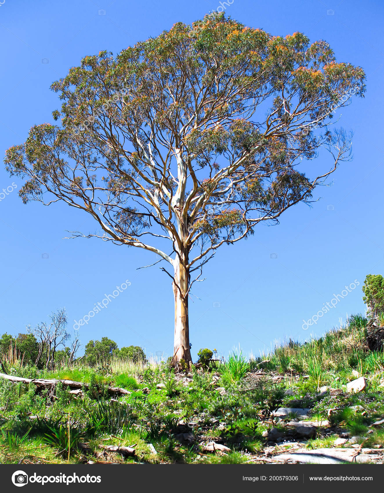 Australian Eucalyptus Trees