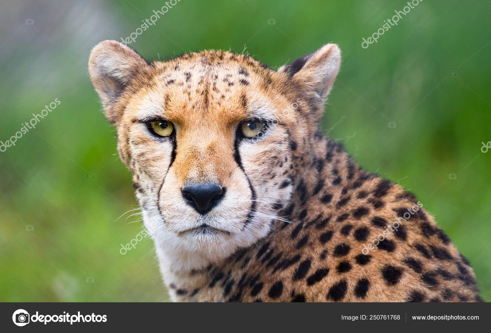 Cheetah Face