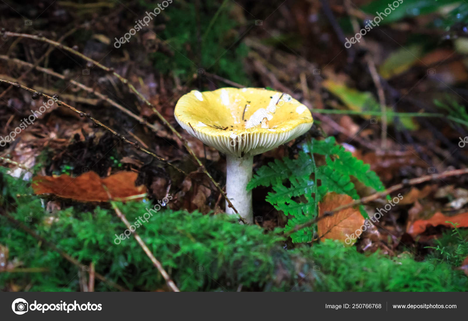 A common yellow russula mushroom (Russula ochroleuca) — Stock Photo ...
