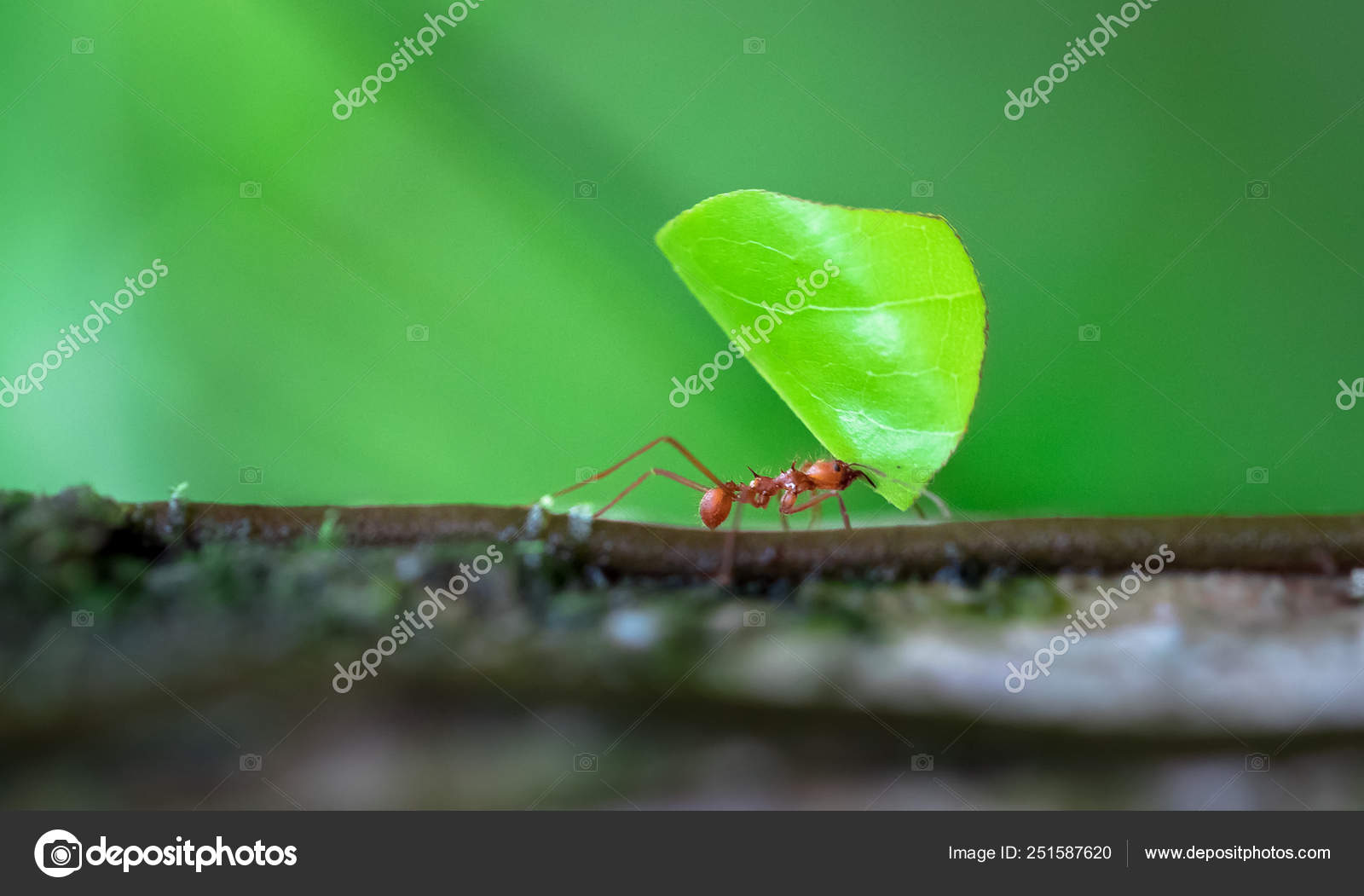Ants Carrying Leaves Drawing