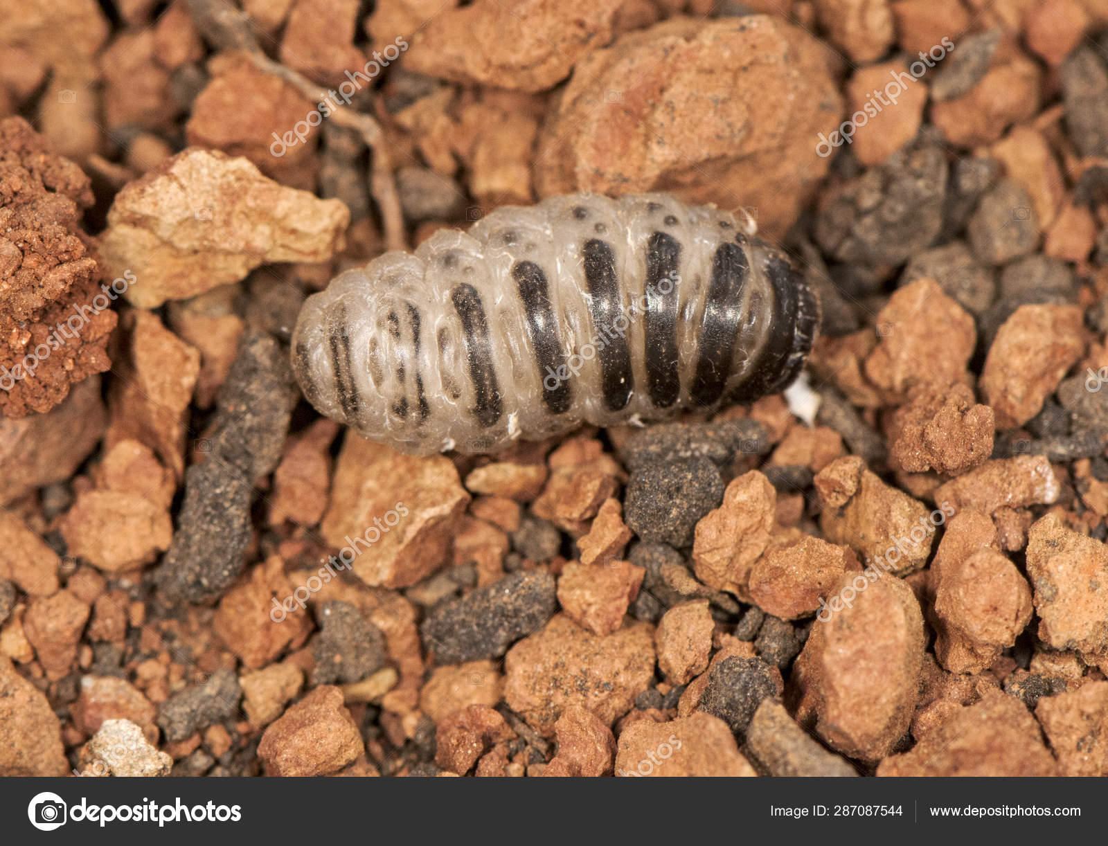 Oestrus larva final stage after being released from inside the nasal ...
