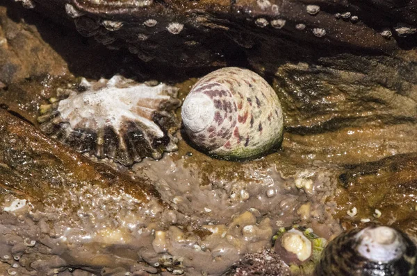 Barnacles, scales, mussels and other sea molluscs alive or eaten by ...