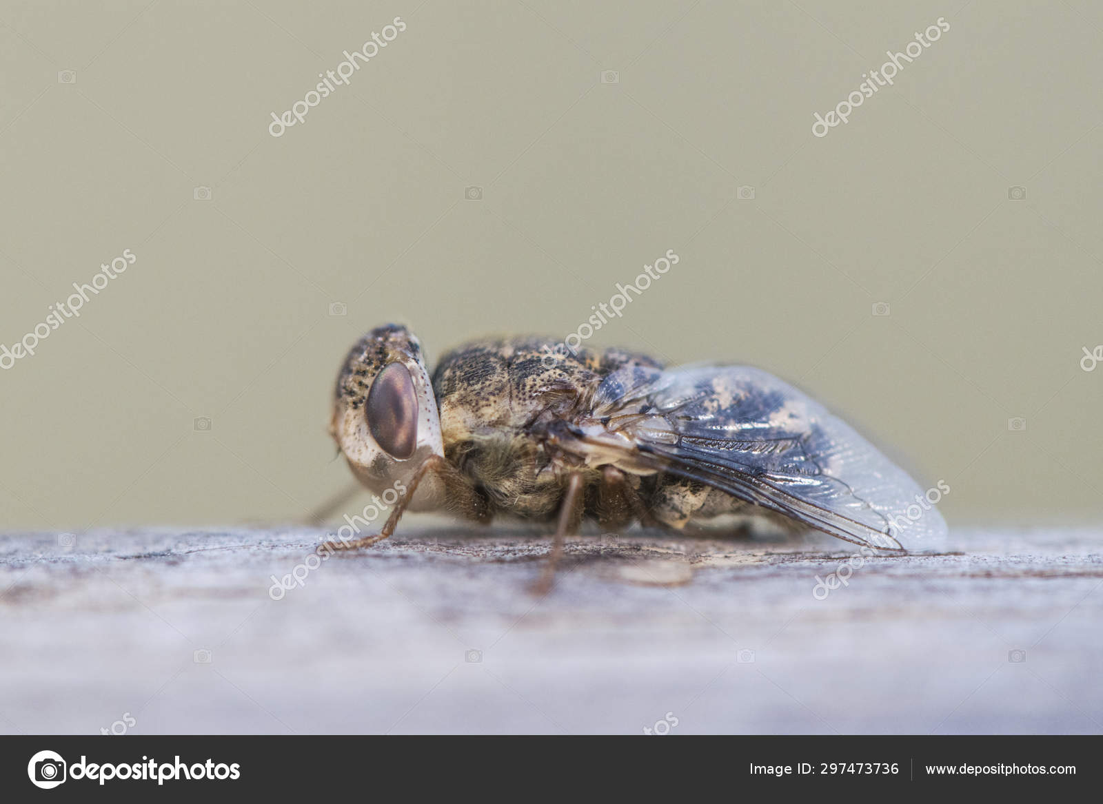 Oestrus ovis the sheep bot fly is a fly that deposits its larvae in the ...