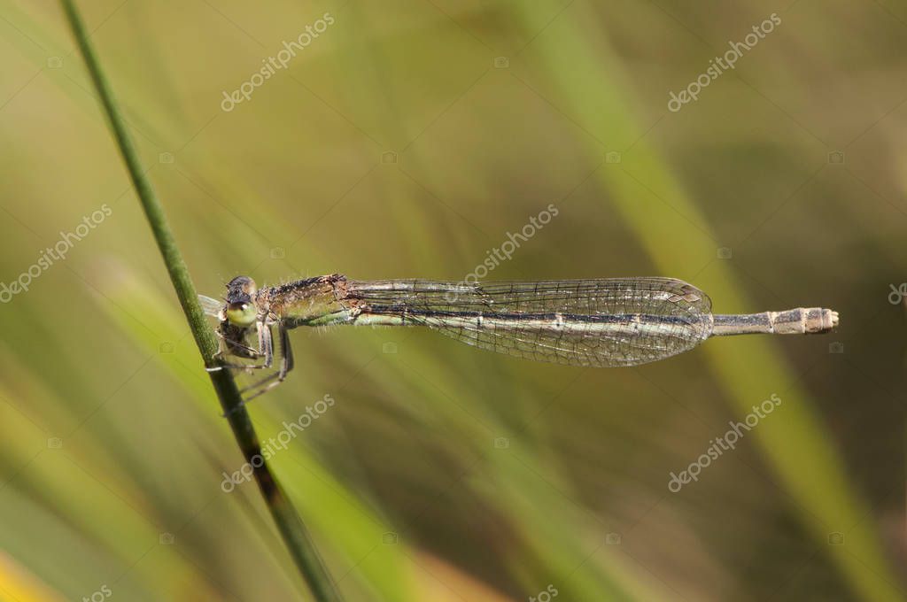 Coenagrion mercuriale el insecto delicado damisela del sur de color ...