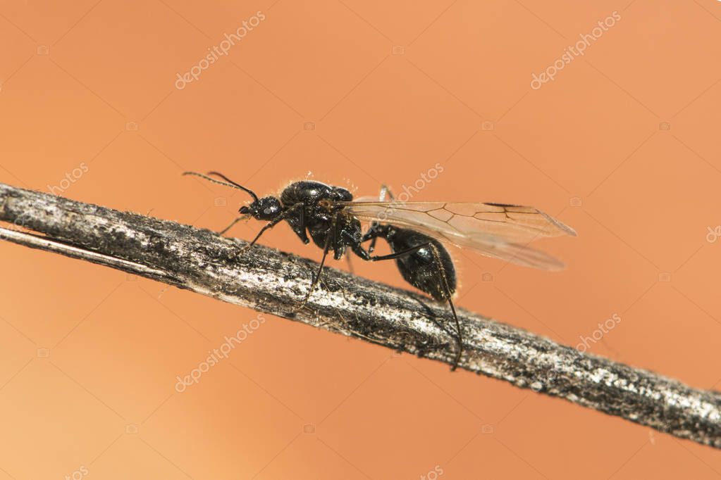 Las hormigas aladas suelen emerger del hormiguero después de períodos ...