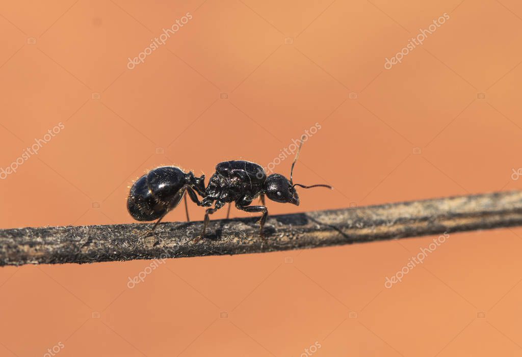 Las hormigas aladas suelen emerger del hormiguero despu s de per odos ...