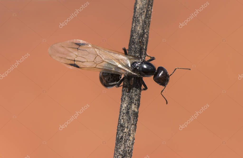 Las hormigas aladas suelen emerger del hormiguero después de períodos ...