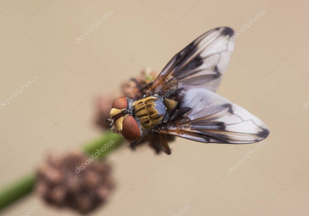 Ectophasia crassipennis insecto mosca parásita de unos 16 mm de ...