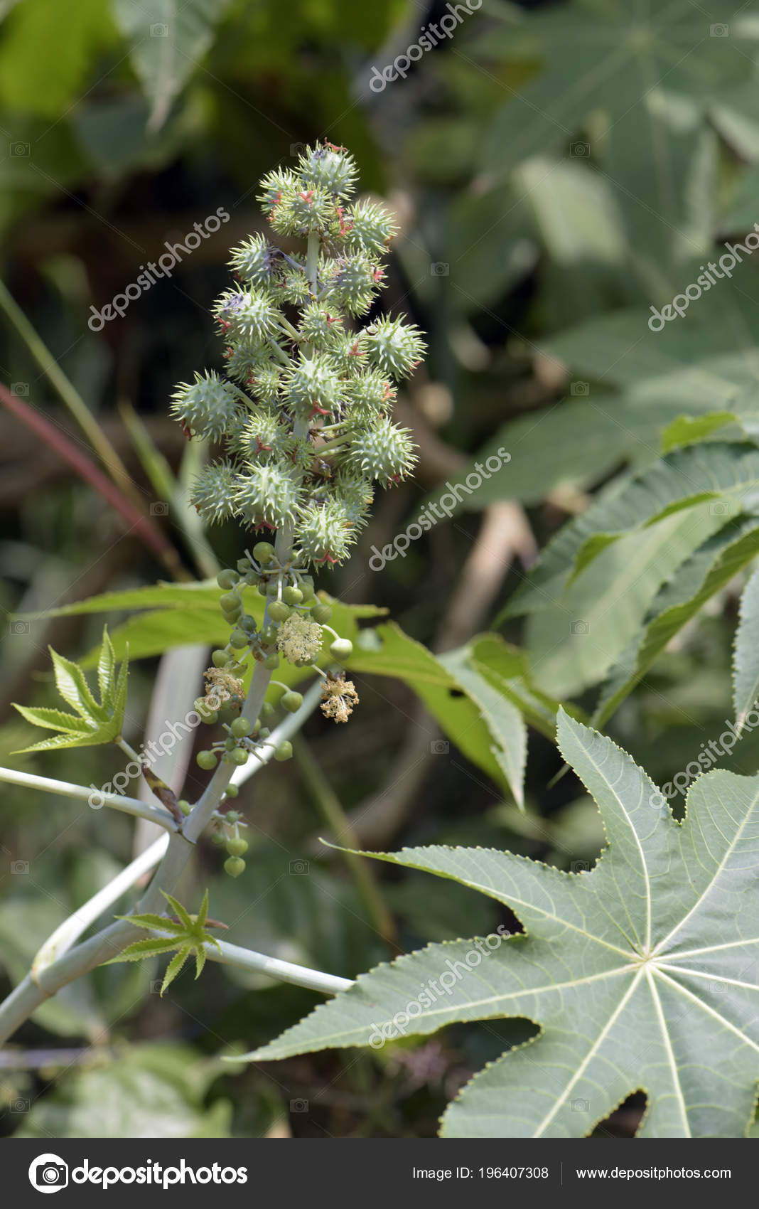 Castor Bean Fruit Used Oil Biodiesel Production ⬇ Stock Photo, Image by ...