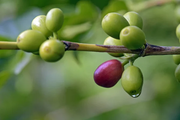 Coffee beans plant Images - Search Images on Everypixel