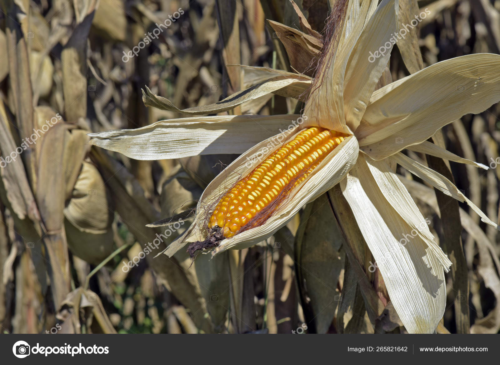 Ripe corn ear with exposed grains, still in the plant — Stock Photo ...