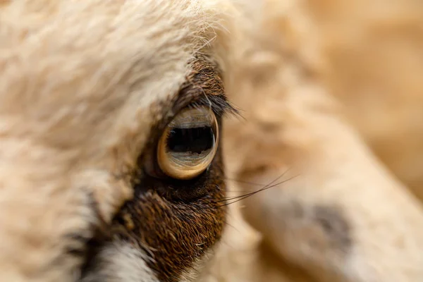 Sheep Eyeball
