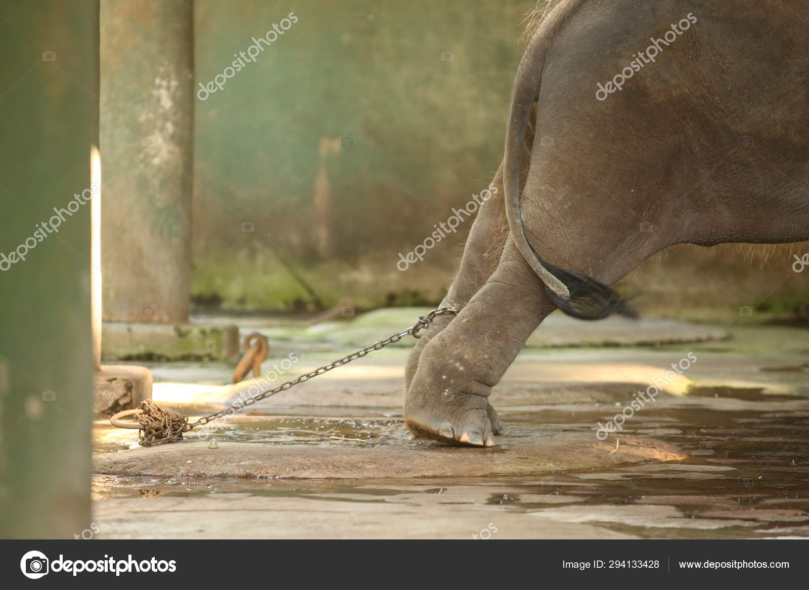 Elephant Chain Zoo Animal Cruelty Concept — Stock Photo © migelradriges ...