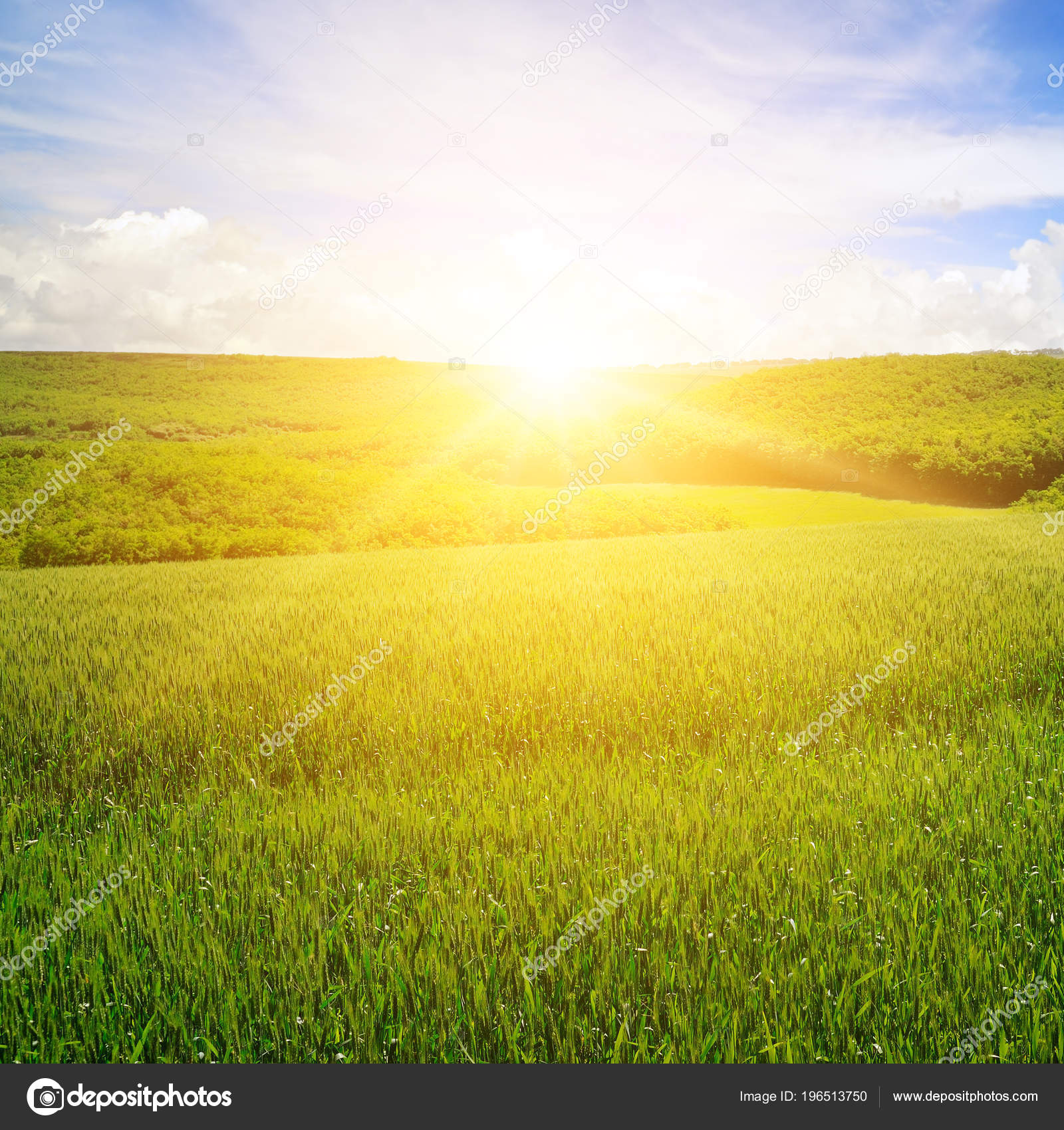 Light Green Fields Landscape