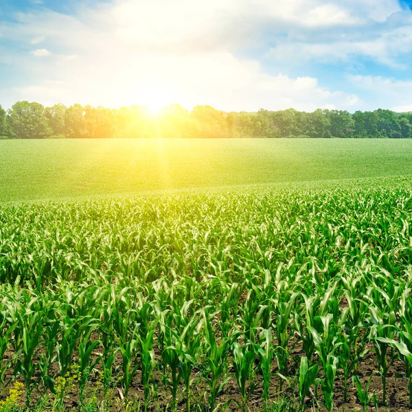 Green field with corn. Blue cloudy sky. Sunrise on the horizon. — Stock ...