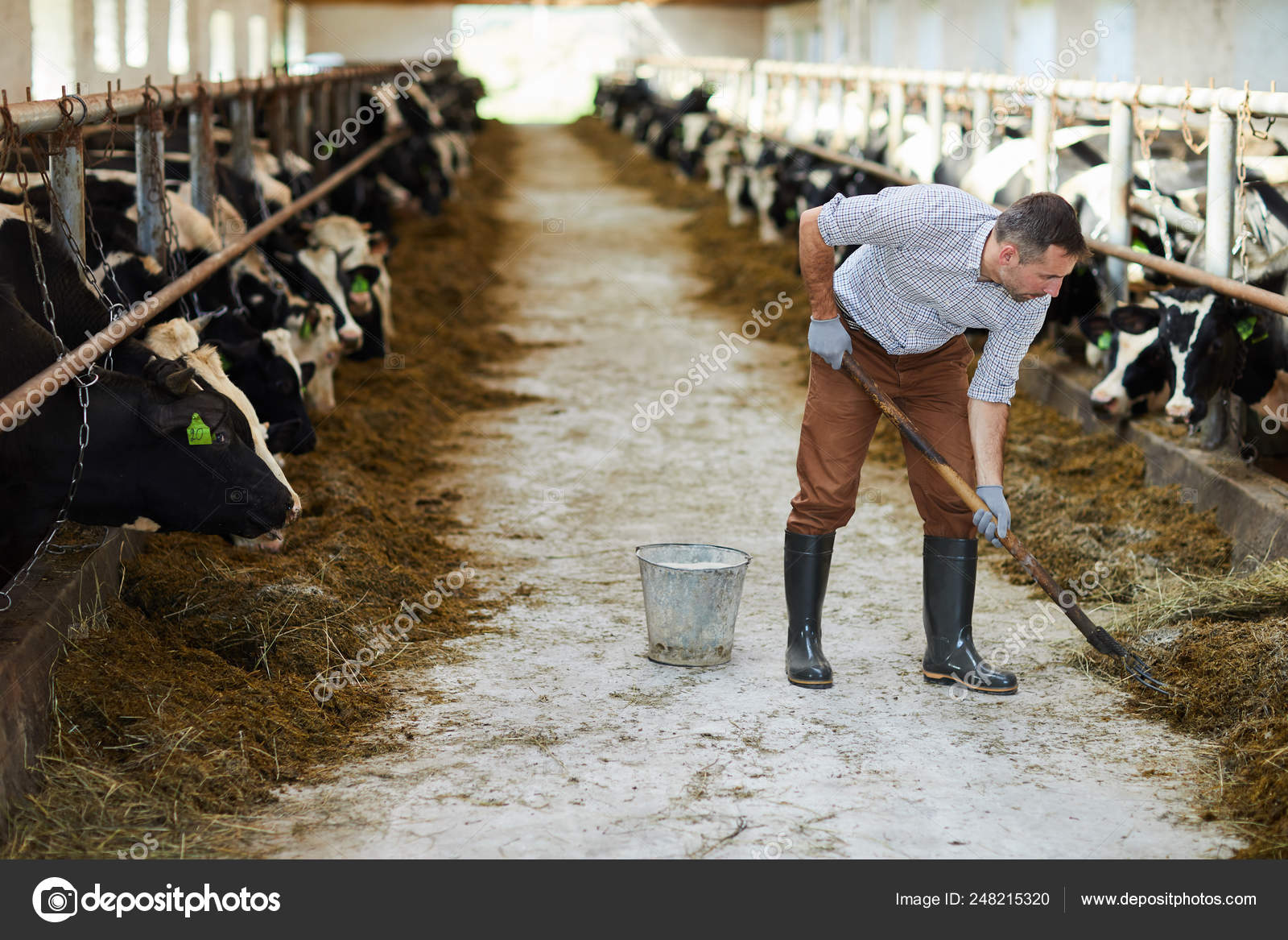 Full Length Portrait Modern Farm Worker Cleaning Cow Barn Copy — Stock ...