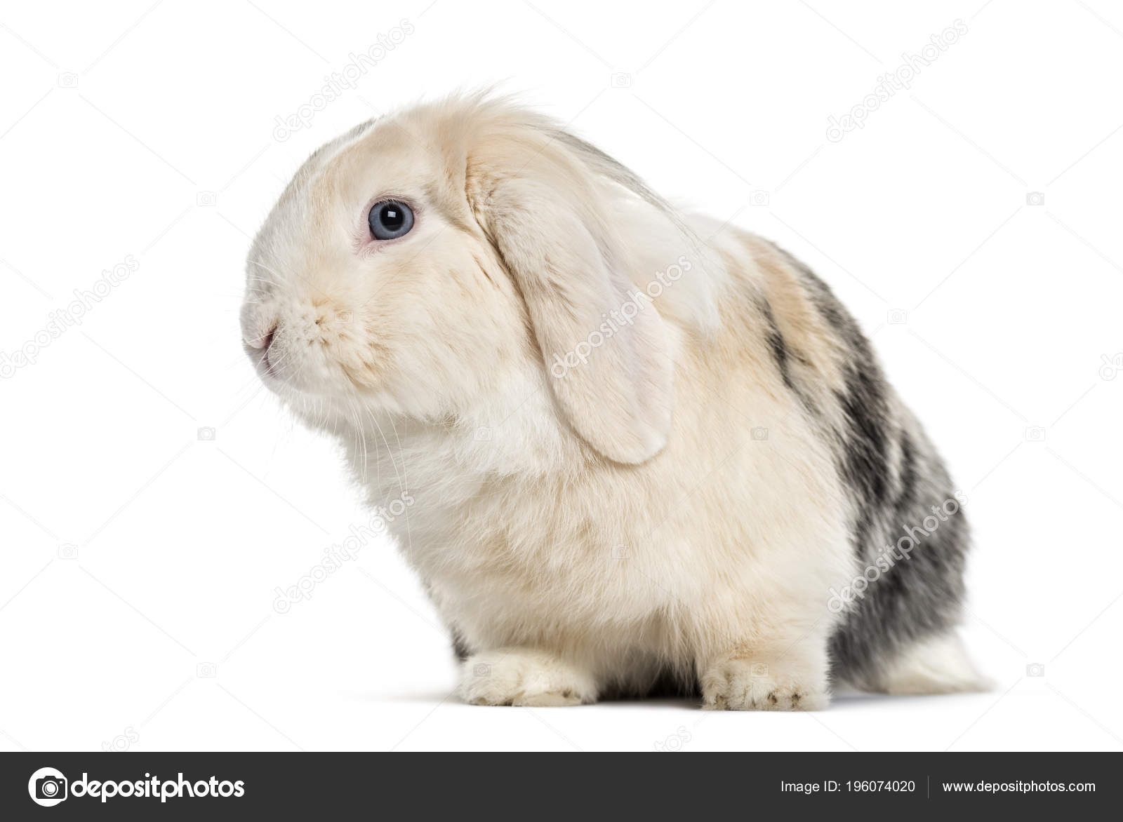 Lop Rabbit Year Old Sitting White Background Stock Photo by ...