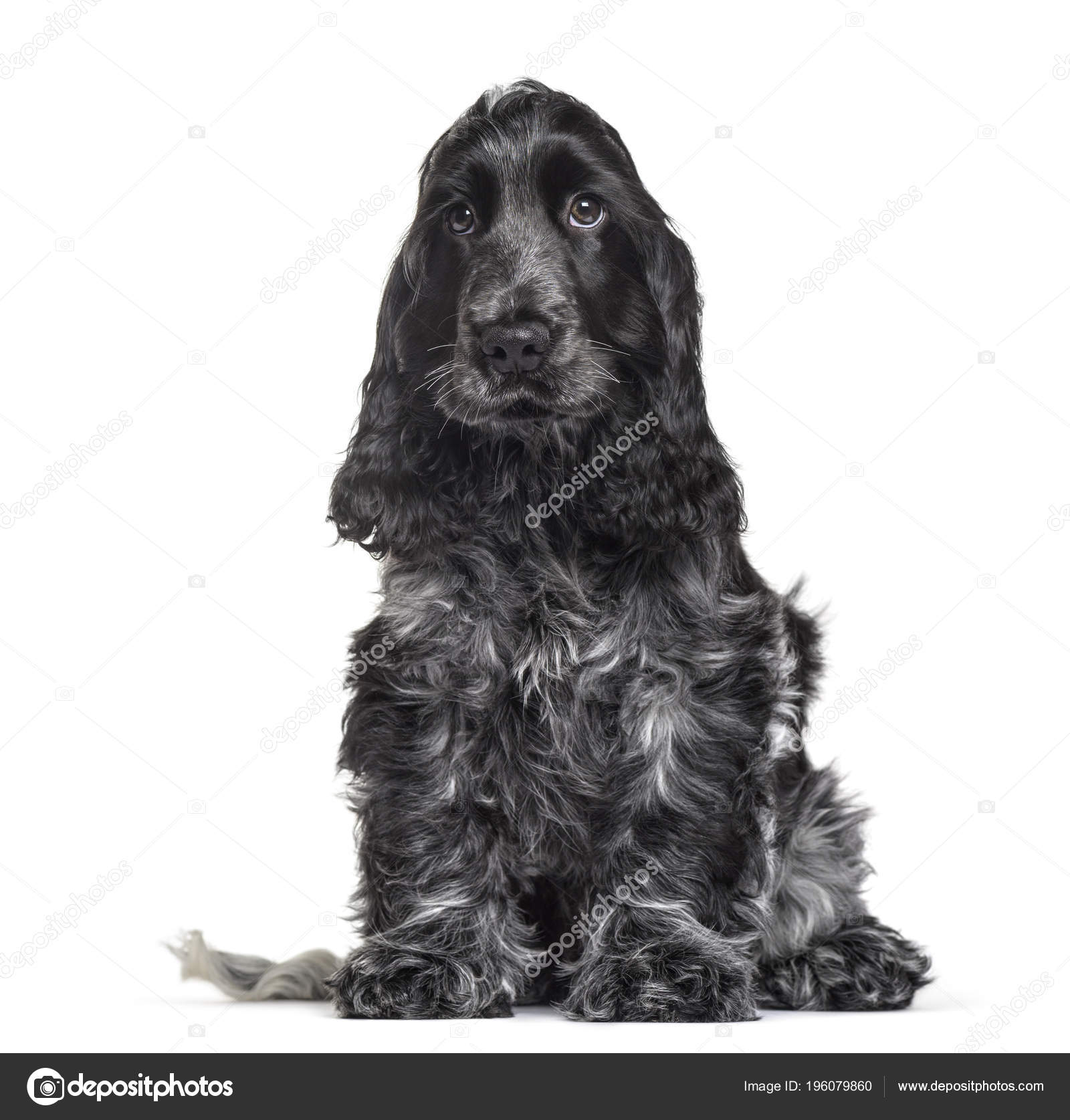 Cachorro De Cocker Spaniel Blanco Y Negro Perro Cocker Spaniel