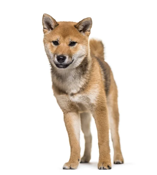 Side View Puppy Shiba Inu Two Months Old Isolated White — Stock Photo ...
