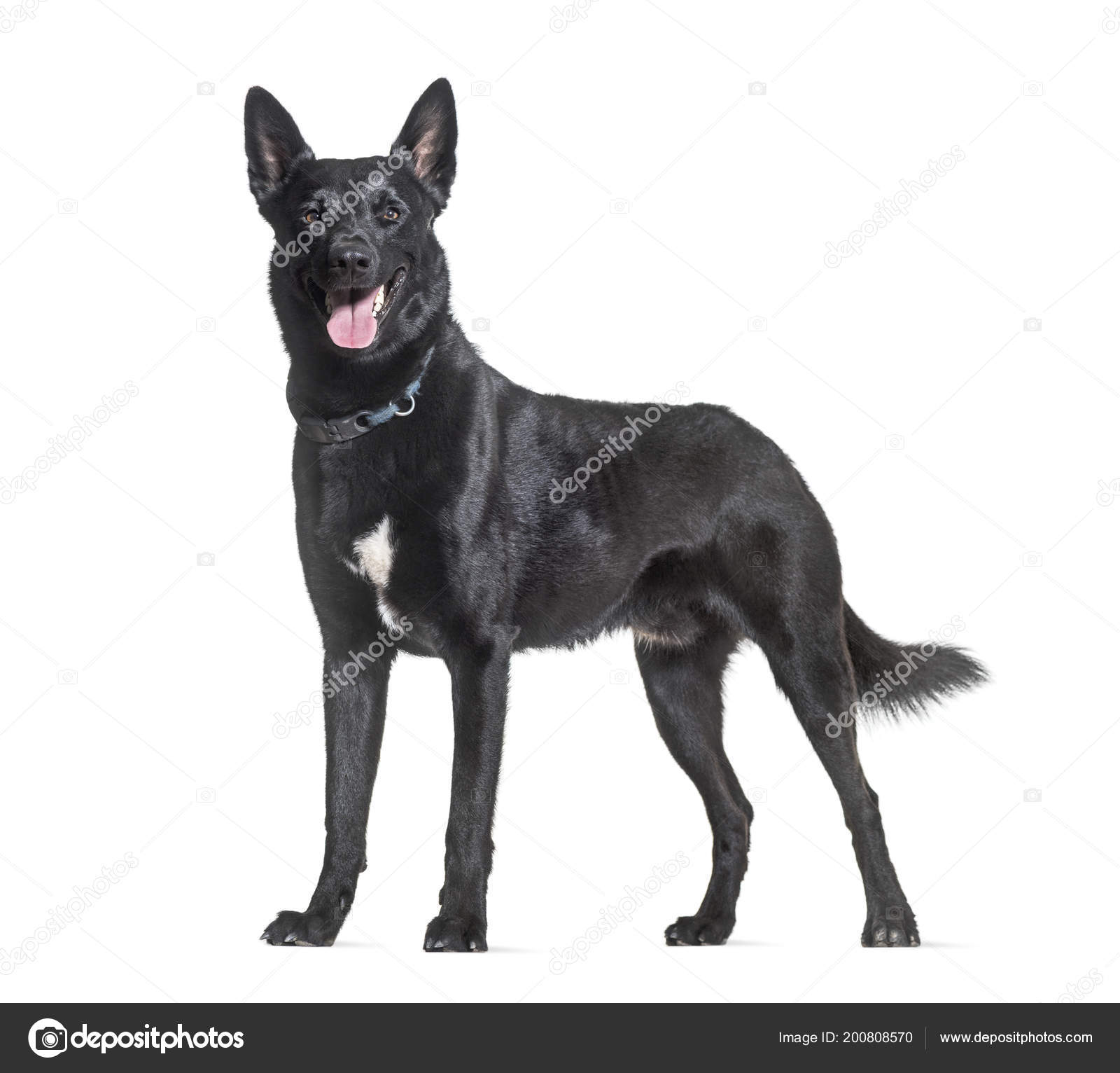 White And Black Belgian Shepherd