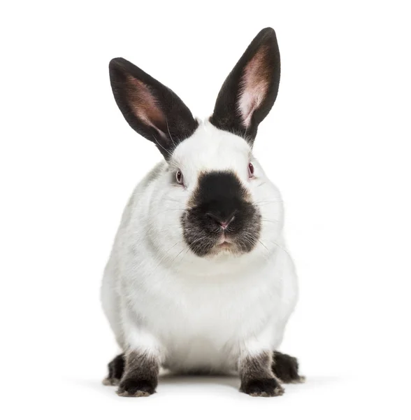 Rabbit no background Stock Photos, Royalty Free Rabbit no background ...