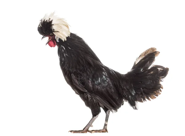 Dutch Rooster — Stock Photo © lifeonwhite #10872110