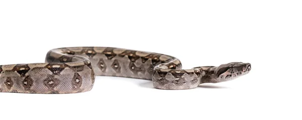 Serpent boa images libres de droit, photos de Serpent boa | Depositphotos